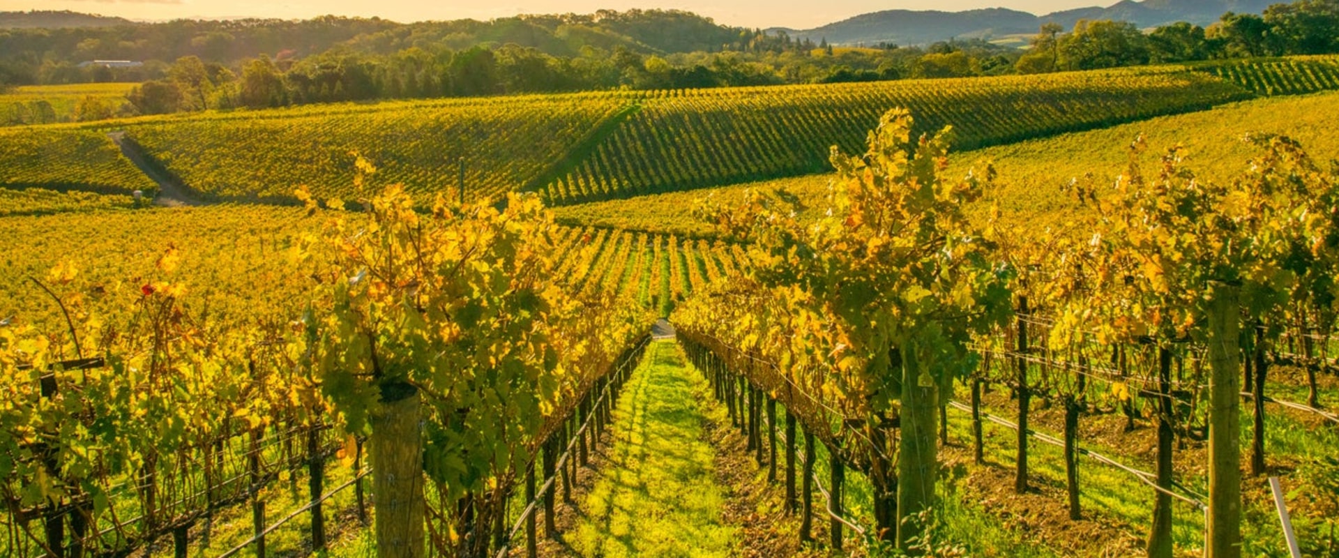 The Best Wineries Around the World: An Expert's Perspective